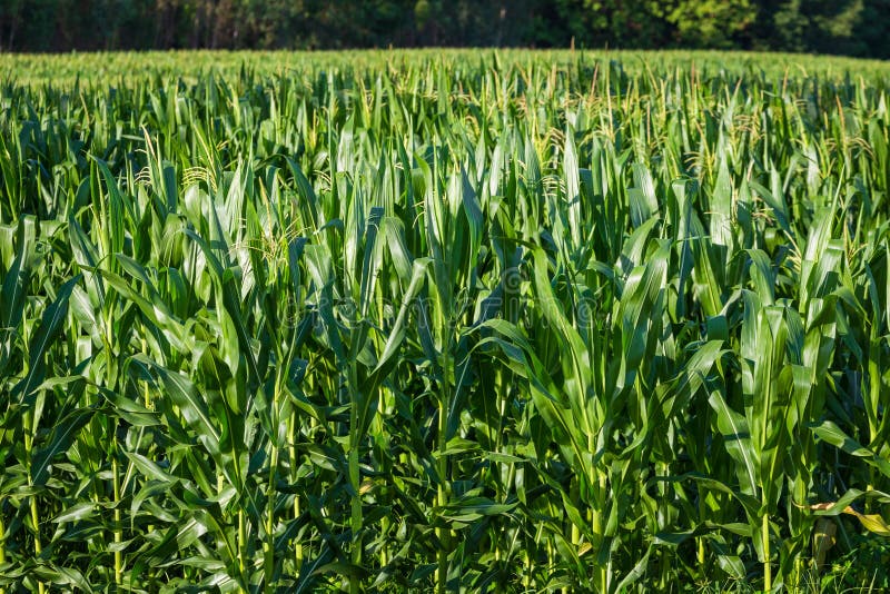 Corn Trees in the Field during the Morning in Java, Indonesia. Stock ...