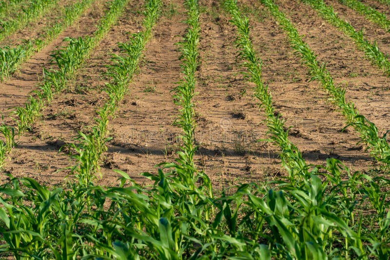 A Young Cornfield in an Ecologically Clean Area. Growing Corn on an ...