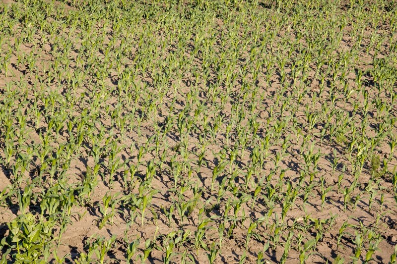Young Corn Sprouting Early Spring Stock Photos - Free & Royalty-Free ...