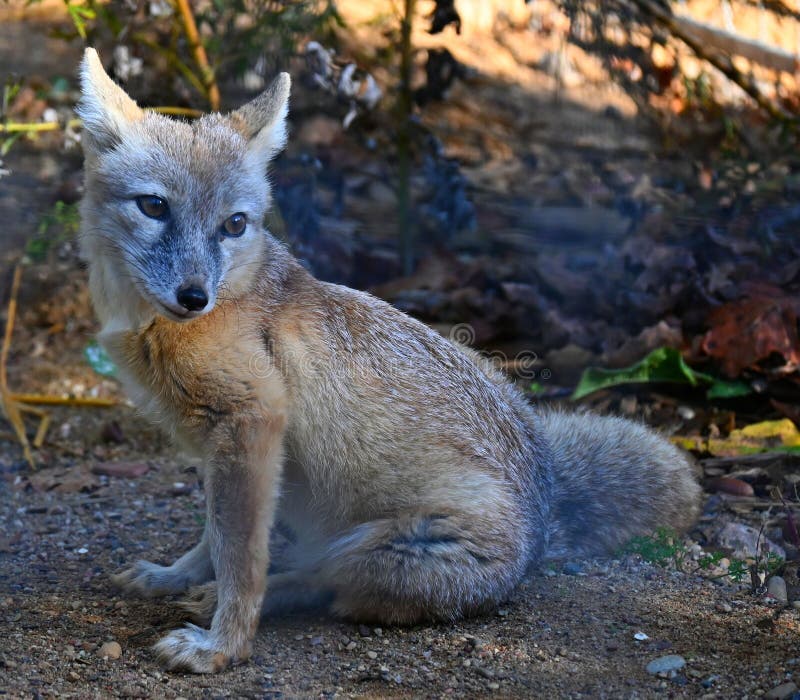 Young Corsac Fox (Vulpes Corsac) Stock Photo - Image of corsac, vulpes ...