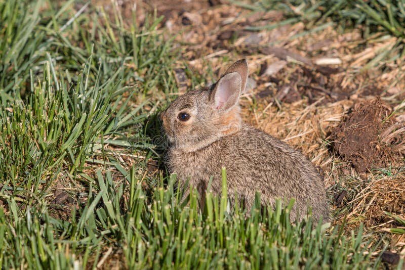 Young Cottontail Rabbit stock photo. Image of mammal - 19657870