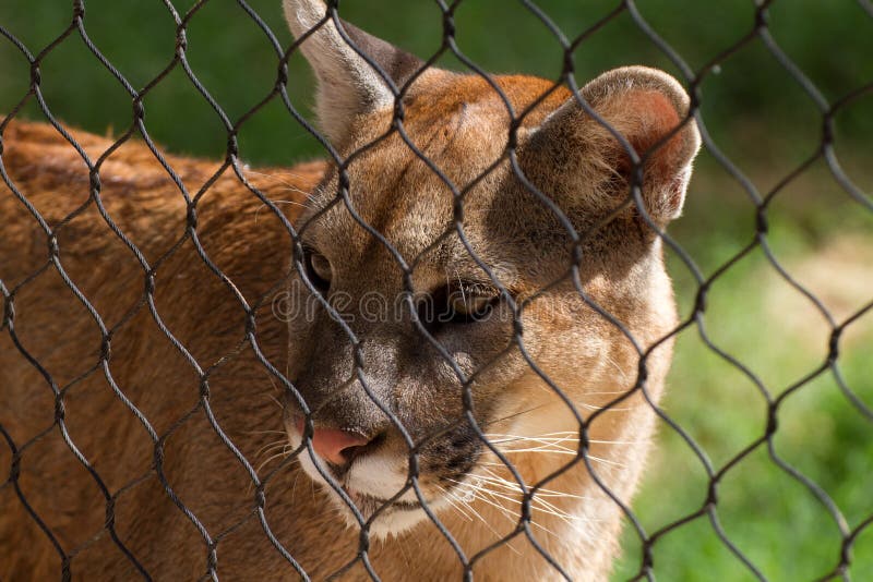 Young Cougar Cat stock image. Image of animal, prey, mammal - 76461465