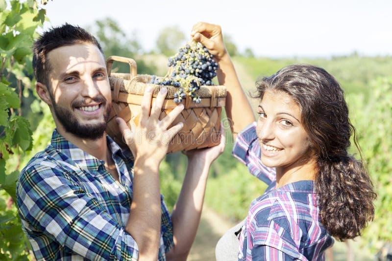 Young Couple Picks Grapes in Vineyard Stock Image - Image of foliage ...