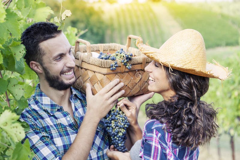 Young Couple Picks Grapes in Vineyard Stock Image - Image of hill ...
