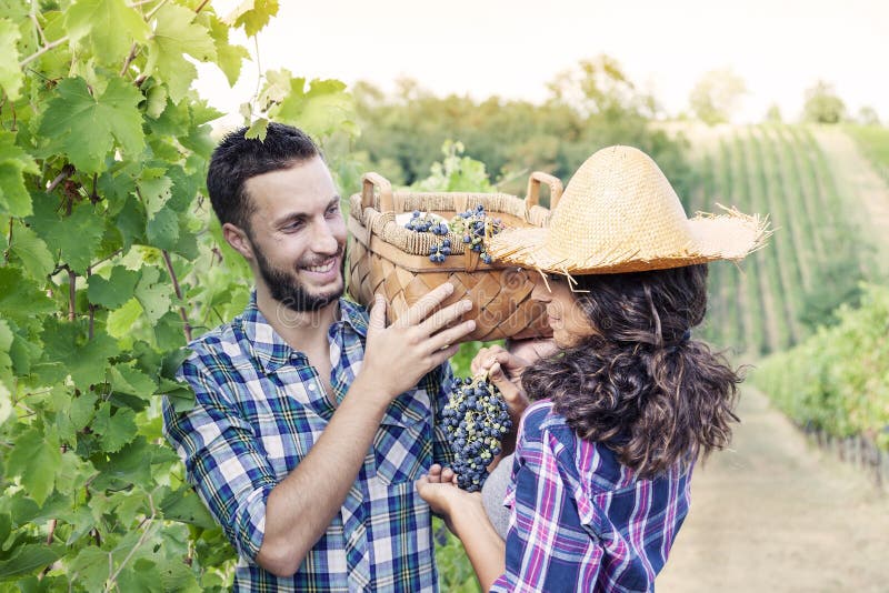 Young Couple Picks Grapes in Vineyard Stock Photo - Image of crop ...