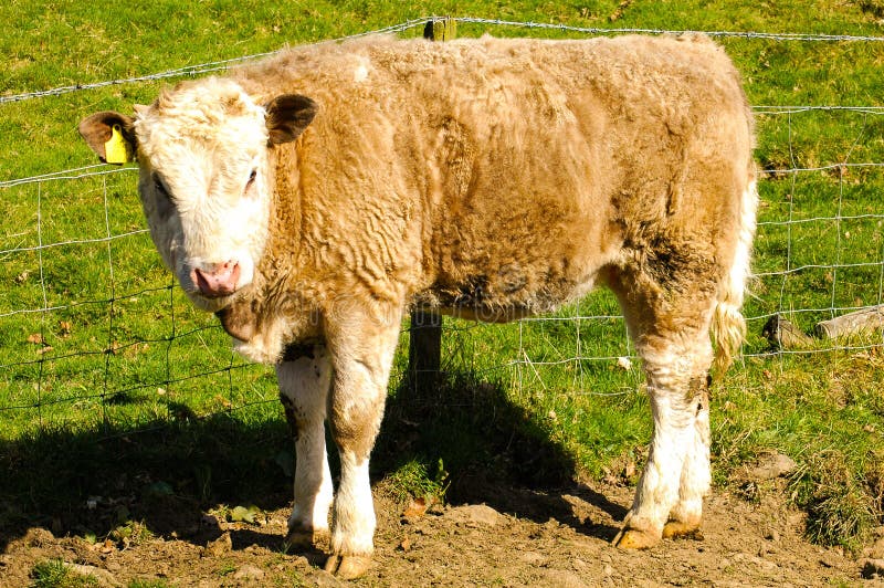 Young Calf stock photo. Image of young, calf, bull, derwent - 47697542