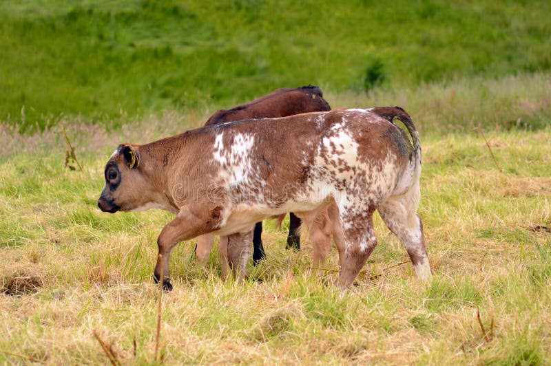 1,136 Young Calf Side Stock Photos - Free & Royalty-Free Stock Photos ...