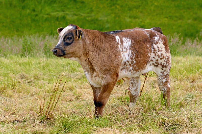 Bold Young Calf Side Stock Photos - Free & Royalty-Free Stock Photos ...