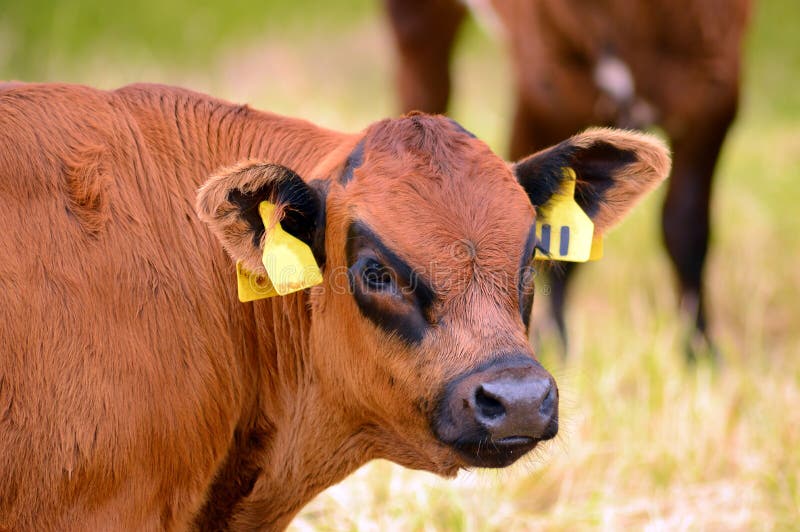 Bold Young Calf Side Stock Photos - Free & Royalty-Free Stock Photos ...