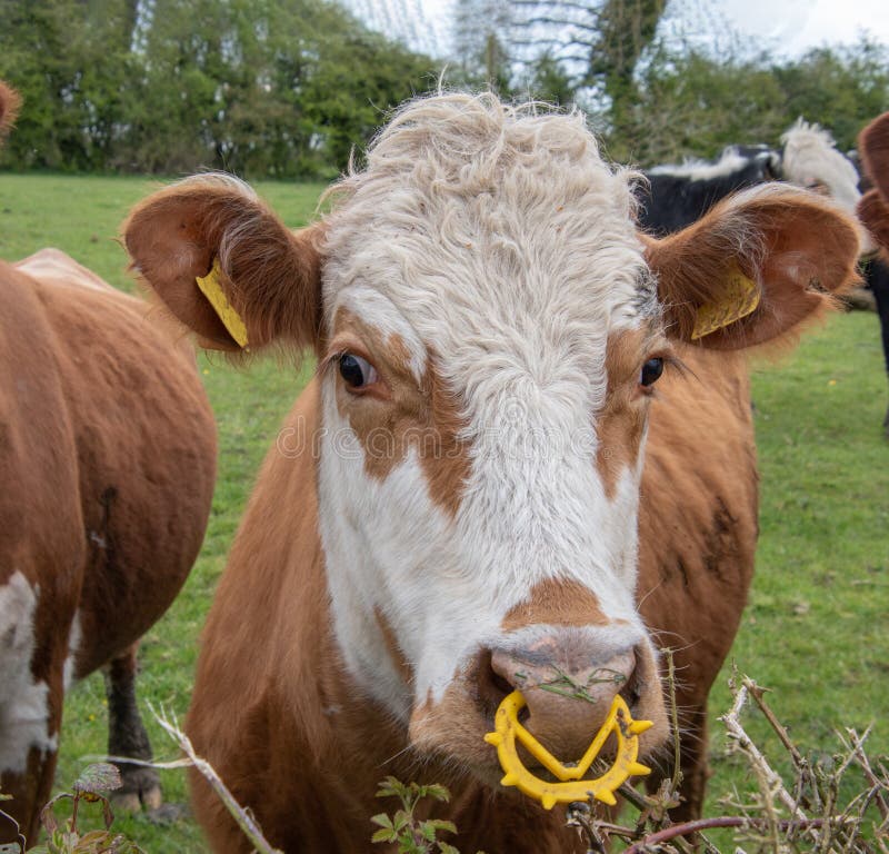 Young Cow with Ring in Nose Posing in Front of the Camera Stock Image ...