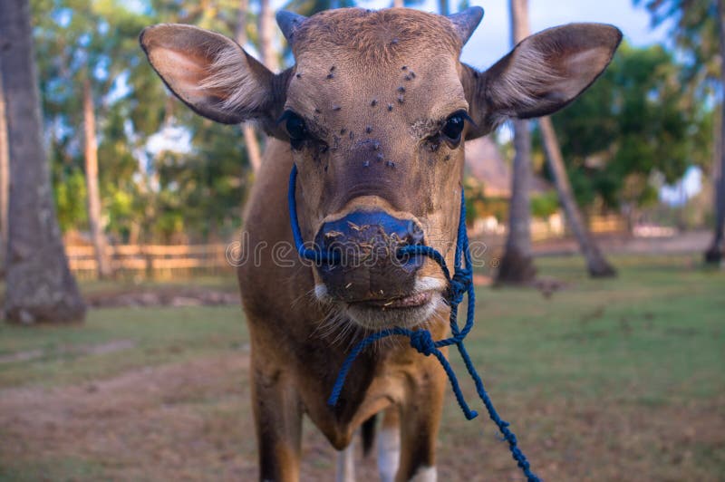 A young cow stock image. Image of animals, burdock, threaded - 47684979