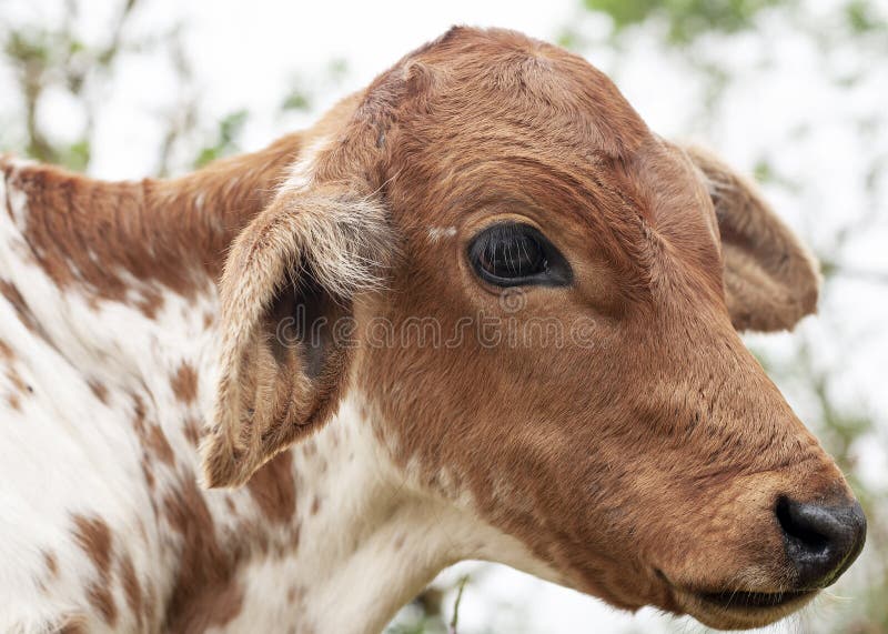 Young cow si de view stock photo. Image of wildlife - 227313924