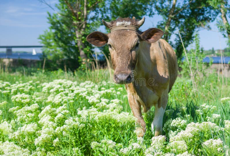 Young Cow on a Spring Pasture. Stock Image - Image of closeup, beef ...