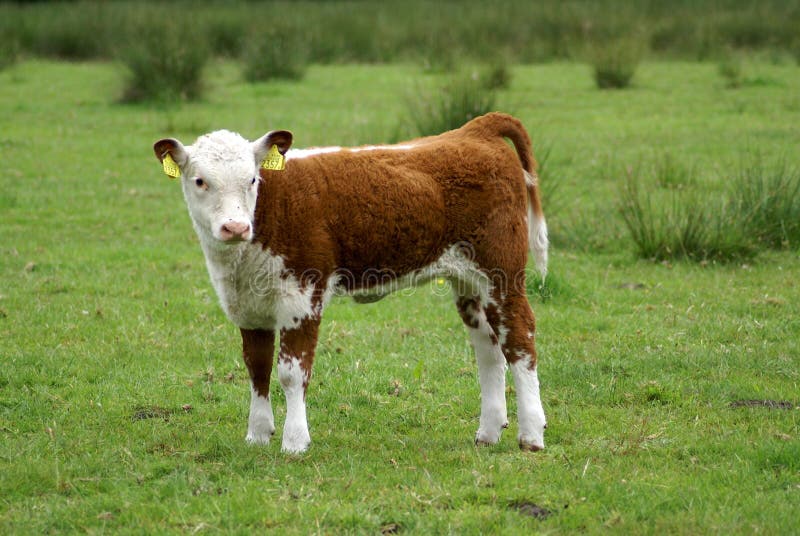 Young cow standing up. stock image. Image of snout, nature - 2543383