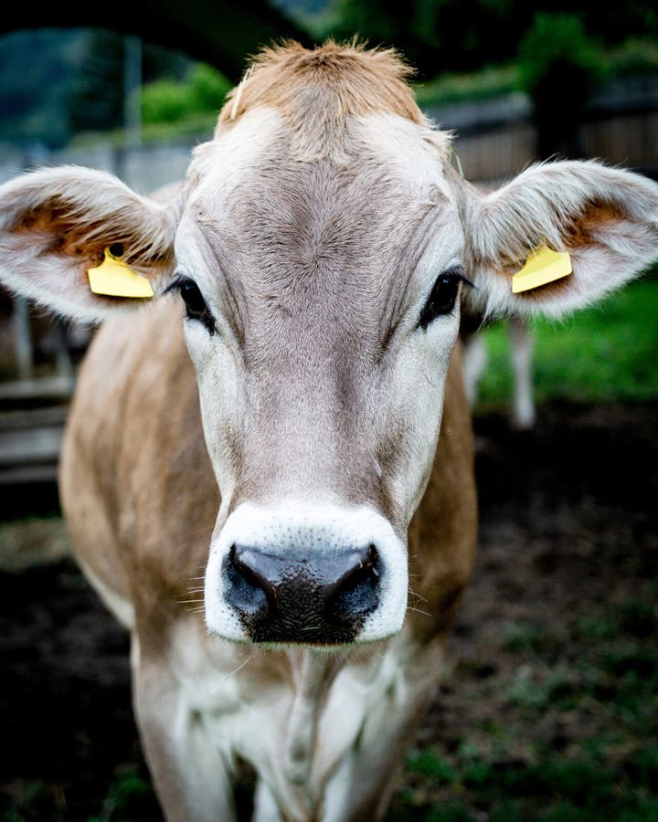A Cow Staring into the Camera Stock Image - Image of grass, cattle ...
