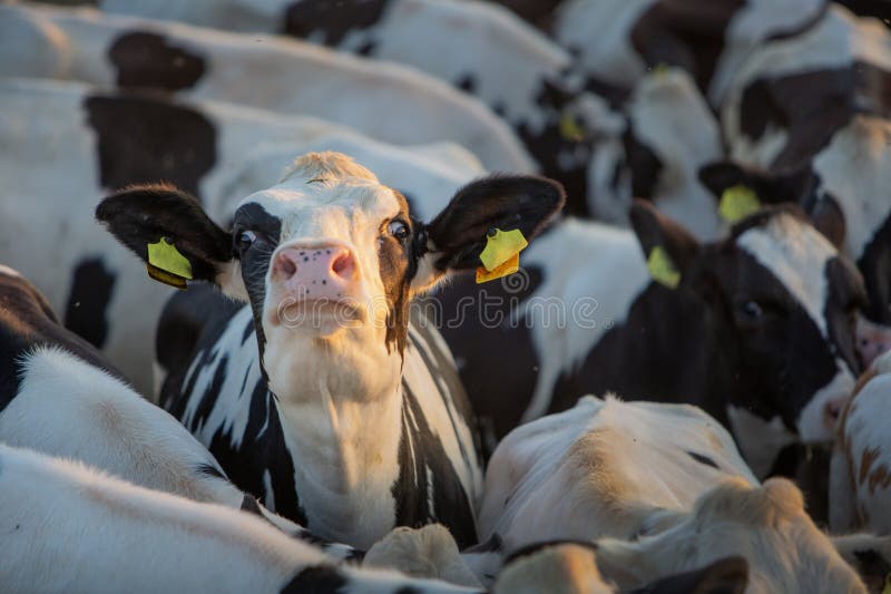Young Cow Streches Head Surrounded by Other Cows Stock Photo - Image of ...