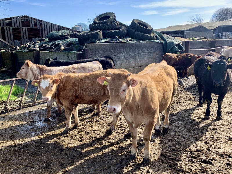 Young cows in a farmyard stock photo. Image of tyres - 176478658