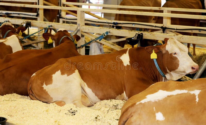 Young Cows Lying on a Dairy Farm Stock Image - Image of animals ...