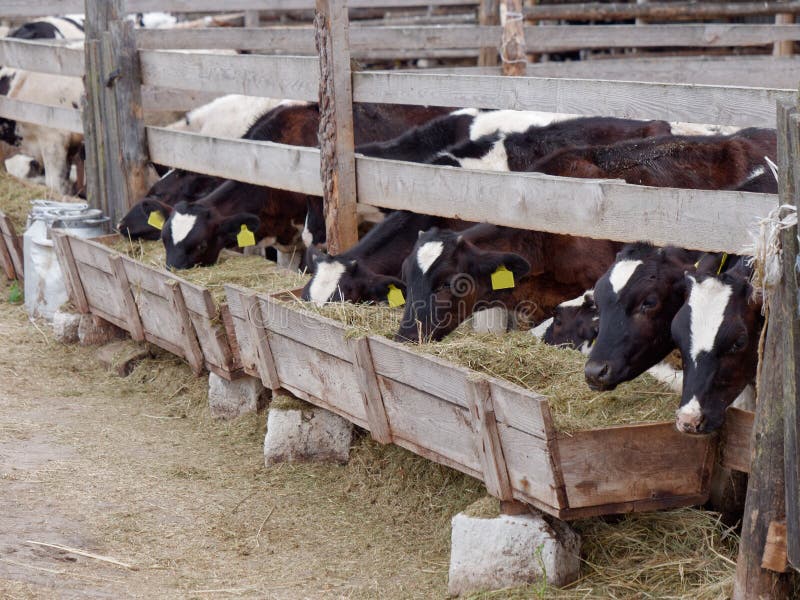 Young Cows in the Paddock Eat Silage Stock Photo - Image of bull, black ...