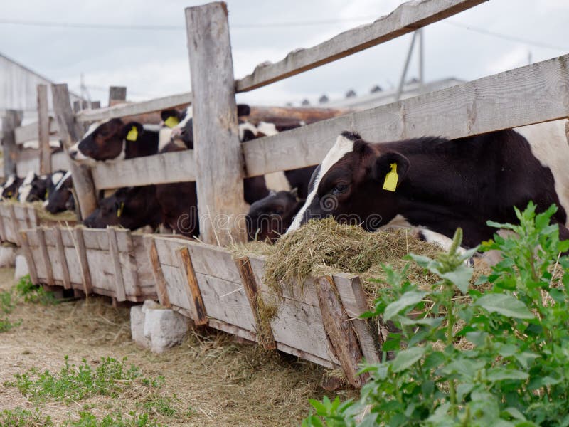 Young Cows in the Paddock Eat Silage Stock Image - Image of agriculture ...