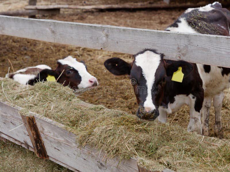 Young Cows in the Paddock Eat Silage Stock Image - Image of farm, eyes ...
