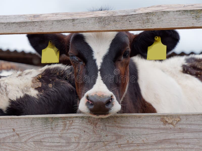Young Cows in the Paddock Eat Silage Stock Photo - Image of bucket ...