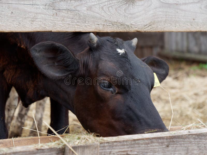 Young Cows in the Paddock Eat Silage Stock Image - Image of eyes ...