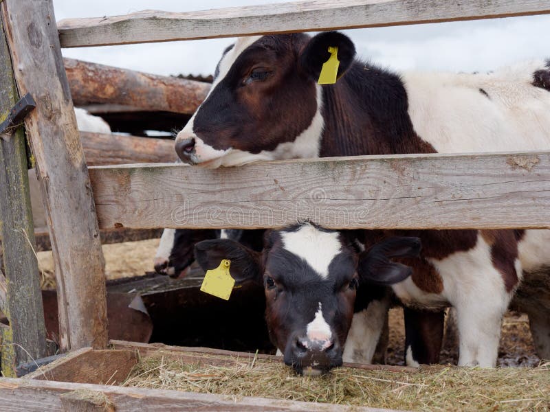 Young Cows in the Paddock Eat Silage Stock Image - Image of mammal ...