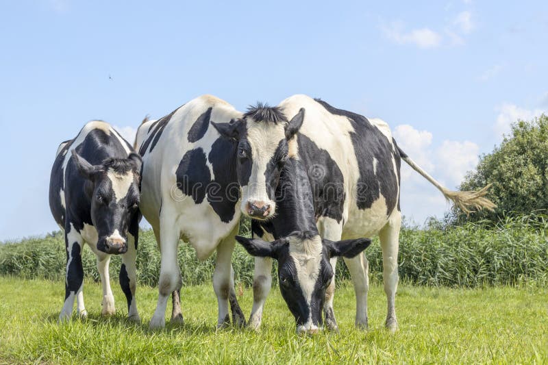 Young Cows Playing, Joyful and Happy in a Field, Group Hug on a Sunny ...