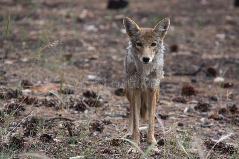 Dingo stock photo. Image of dingo, snarl, australian - 10346374