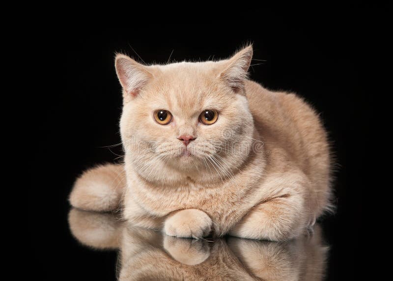 Young Cream British Cat on Black Stock Photo - Image of background ...