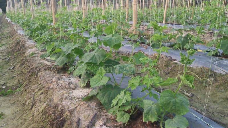 Young Creeping Gourd Plants Crawling Up To the String Pole. Stock Video ...