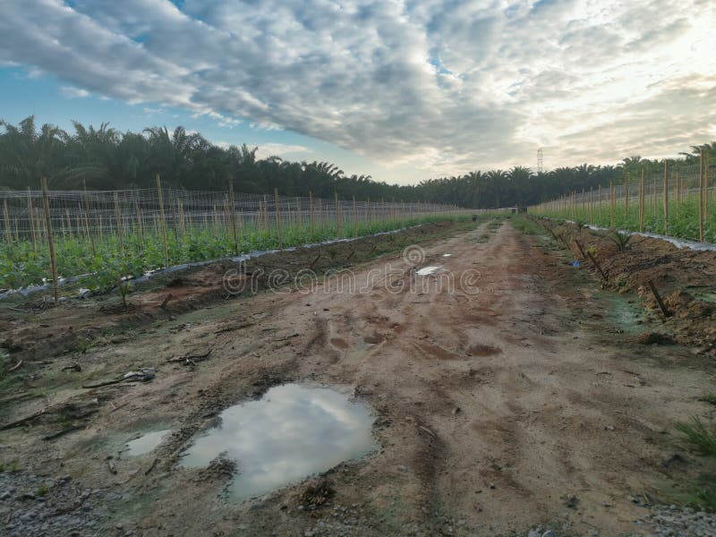 Young Creeping Gourd Plants Crawling Up To the String Pole. Stock Image ...