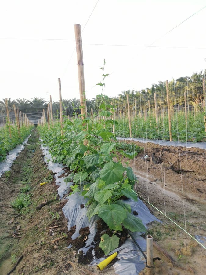 Young Creeping Gourd Plants Crawling Up To the String Poles. Stock ...