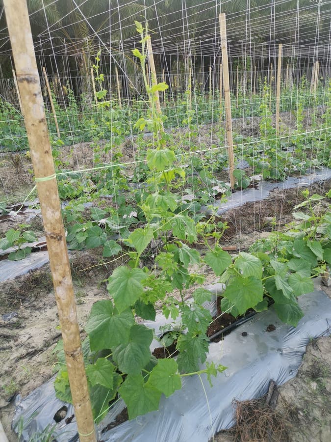 Young Creeping Gourd Plants Crawling Up To the String Pole. Stock Image ...