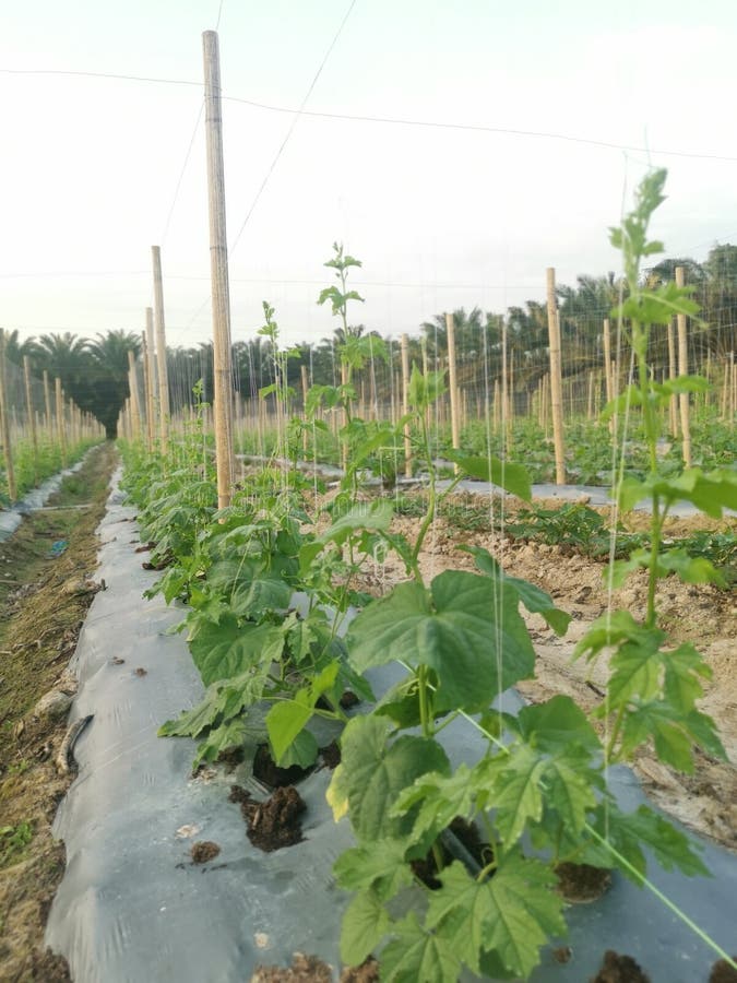 Young Creeping Gourd Plants Crawling Up To the String Poles. Stock ...