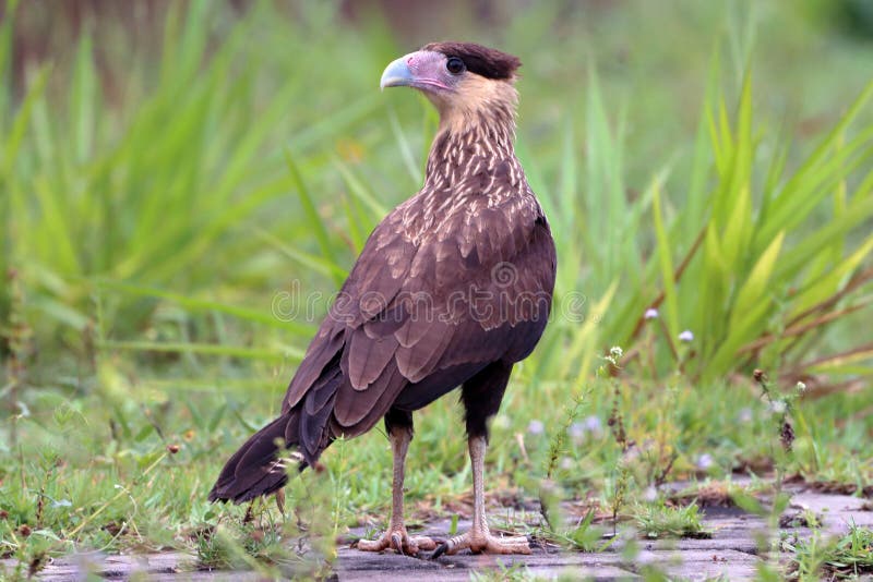 Young Crested Caracara (Caracara Plancus) Perched on the Ground ...