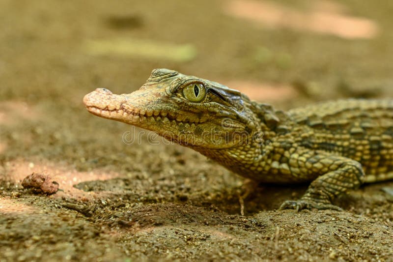 Young Crocodile. Nature of Madagascar Stock Photo - Image of close ...