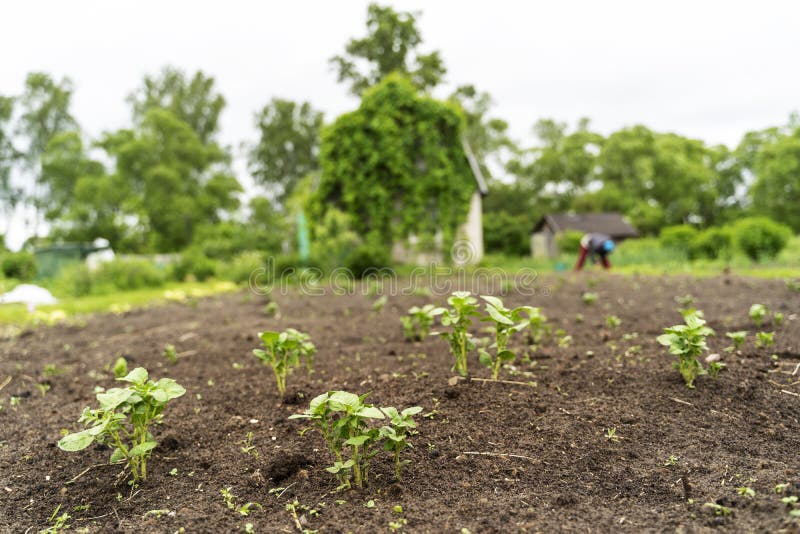 Greenery crop my farm stock photo. Image of lawn, greenery - 209999260