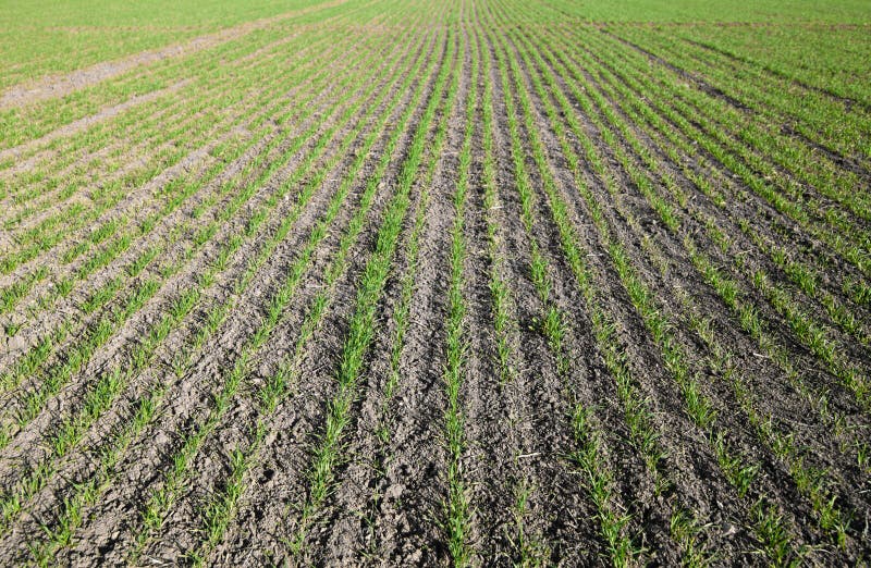 Young Crops Texture stock photo. Image of agriculture - 29346138