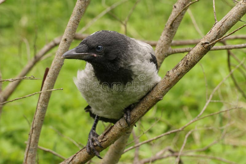 Young crow on the branch stock photo. Image of wings - 94600510