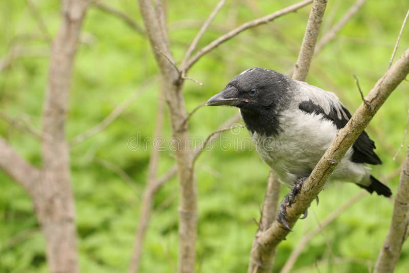 Young crow on the branch stock image. Image of beak, sitting - 94600447