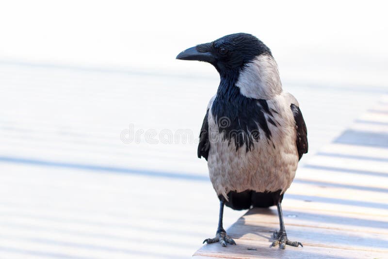 Young crow close up stock photo. Image of sight, beautiful - 147644334