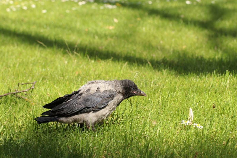 Young Crow Stock Images - Download 2,137 Royalty Free Photos