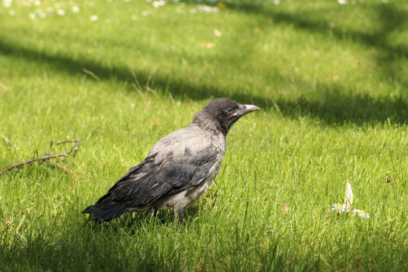 Young crow on grass stock photo. Image of bird, nature - 94600340