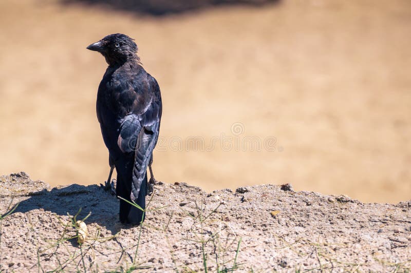 Blue Eyed Crow Stock Photos - Free & Royalty-Free Stock Photos from ...