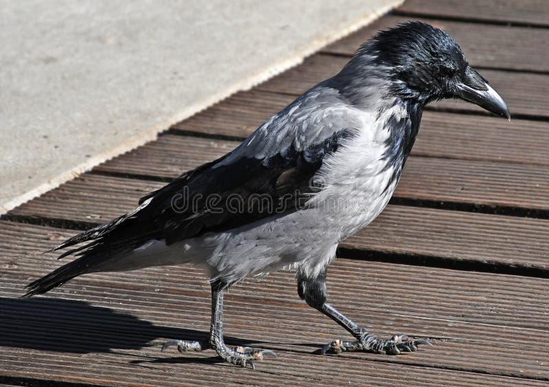 Young Crow Walks Outdoors in Autumn Time Stock Image - Image of crow ...