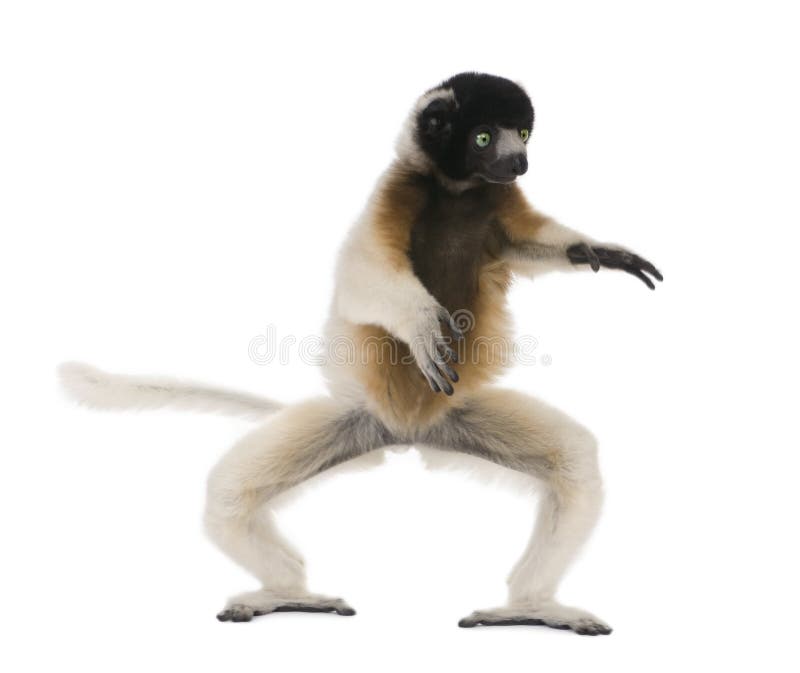 2+ Propithecus Free Stock Photos - StockFreeImages