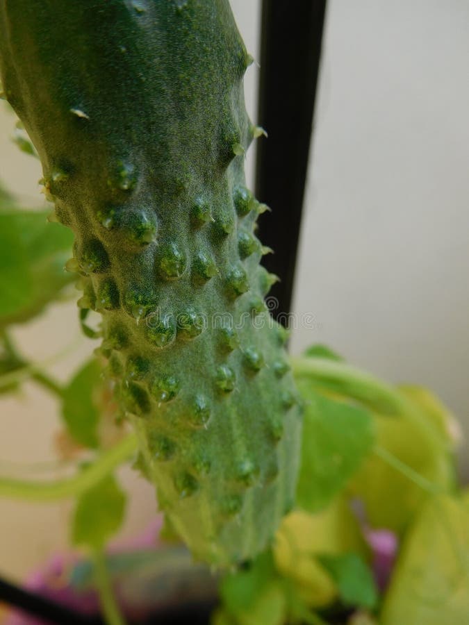 Bumpy Cucumbers Stock Photos - Free & Royalty-Free Stock Photos from ...
