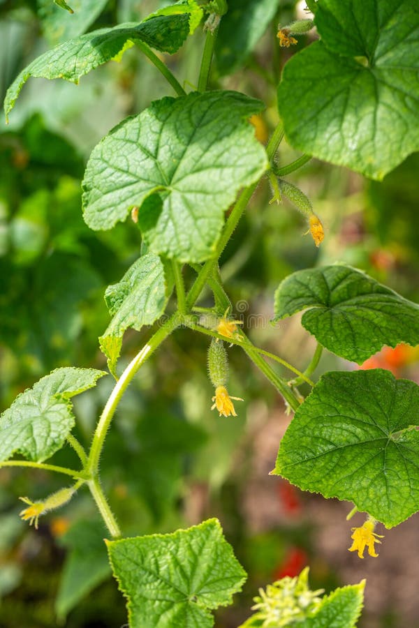 Cucumber in the garden stock image. Image of group, health - 96047791